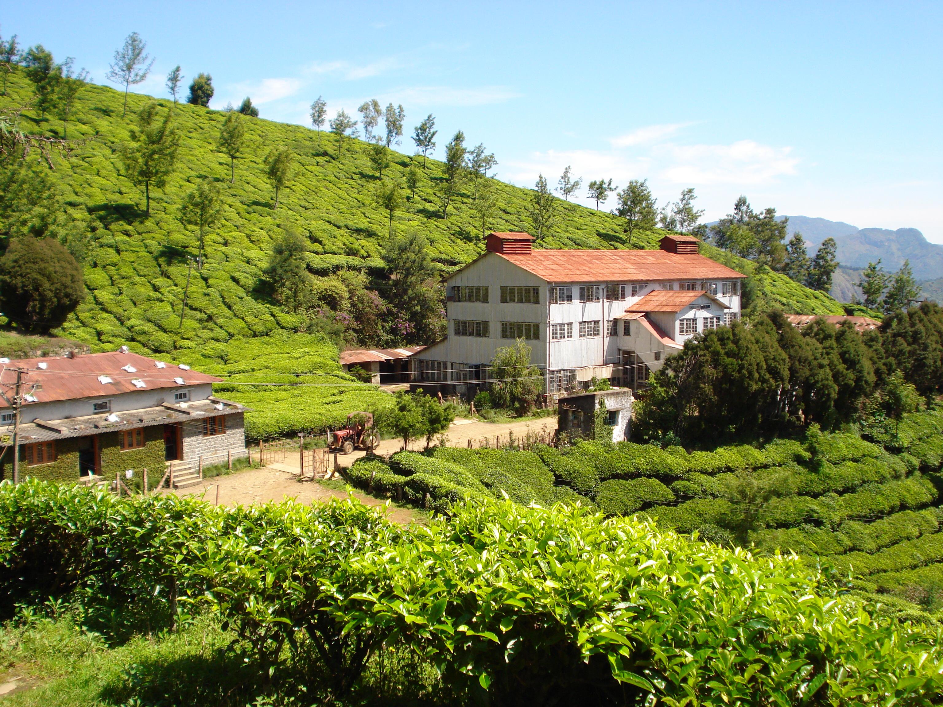 Aromatic Secrets: Bookmark These Tea Estates For Your Monsoon Vacay