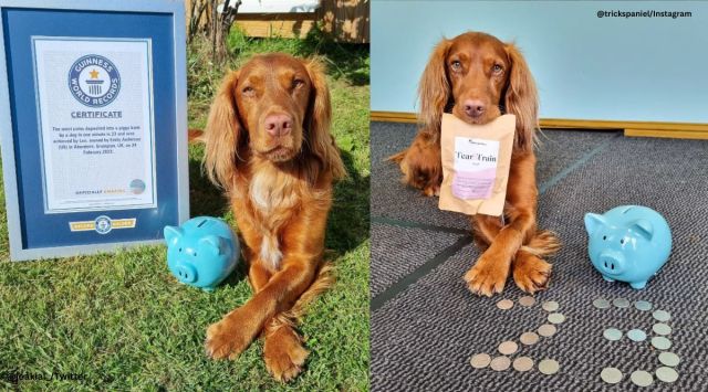 Dog creates world record by putting 23 coins in a piggy bank | Trending ...