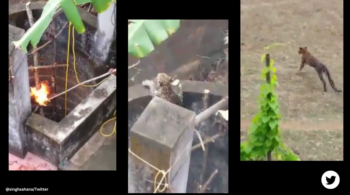 ‘Man, Nature, and Jugaad’: Watch how a leopard was rescued from a well ...
