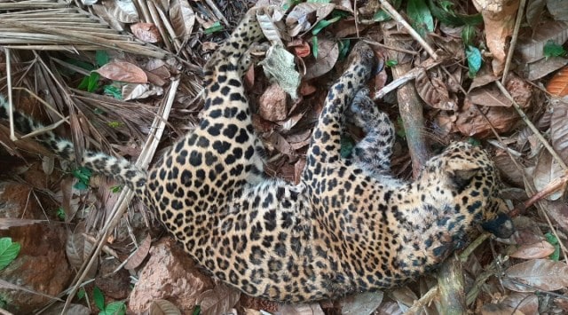Male leopard found dead in North Goa’s Ponda; officials suspect ...