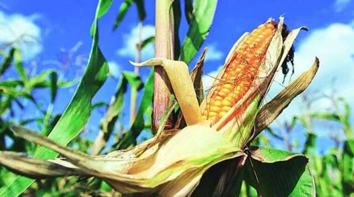 Punjab’s maize farmers get raw deal from traders, demand govt ...
