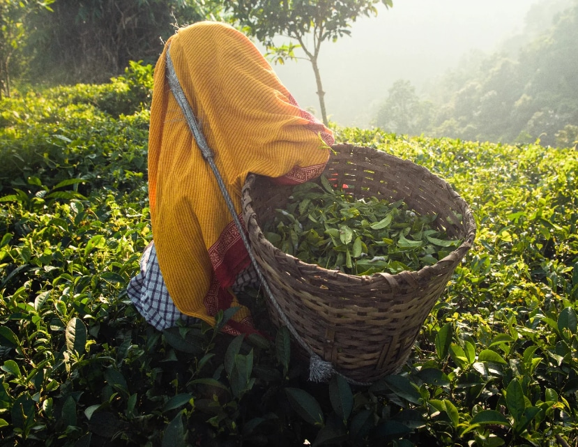 Aromatic Secrets: Bookmark These Tea Estates For Your Monsoon Vacay