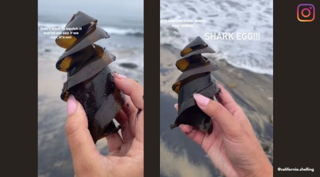 Seashell collector finds shark egg on beach, netizens enchanted by its ...