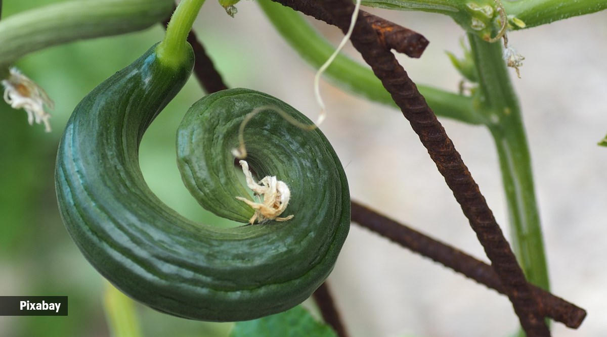 Are snake cucumbers beneficial for your skin during summer? | Life ...