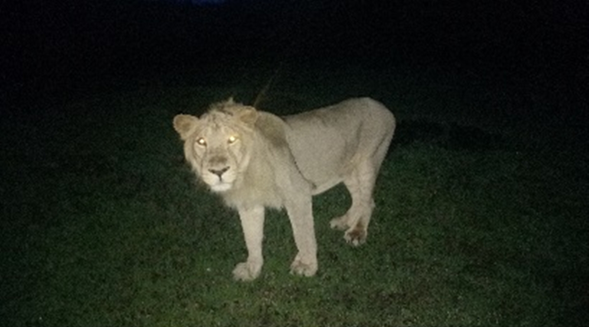 Pride of lions expanding to Botad: Forest dept eyes public outreach ...