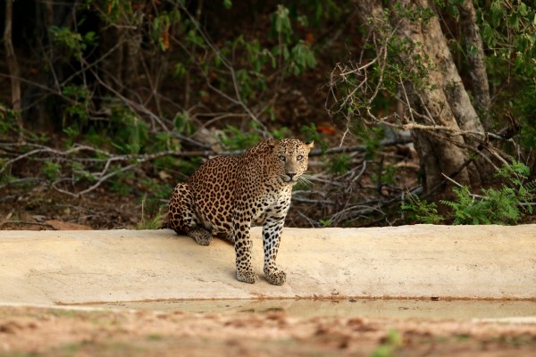 Yala National Park: Deep In The Leopard’s Lair
