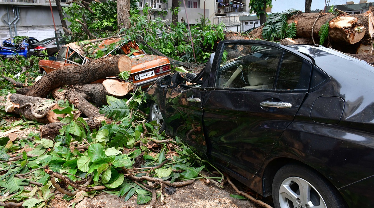 HC to monitor de-concretisation around trees in Thane, seeks details ...