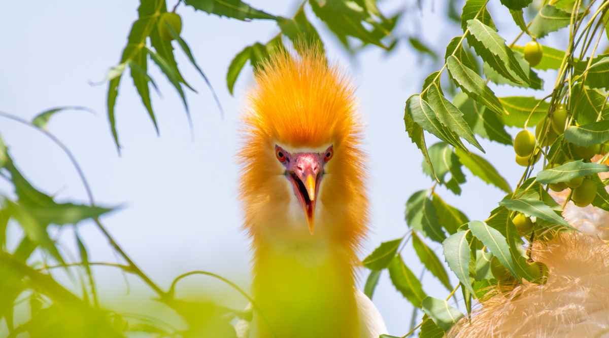 Birds without borders: Cattle egret, the clown face bird that woos its ...