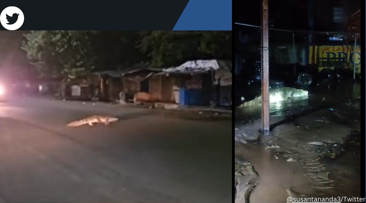 Crocodile spotted roaming on roads in Rajasthan’s Kota and Gujarat’s ...