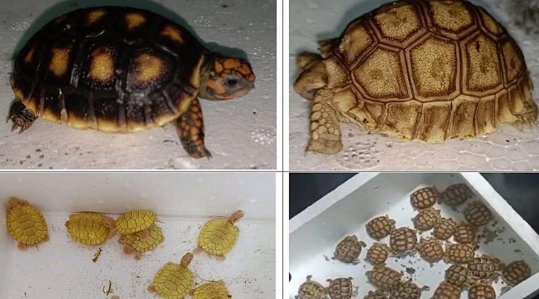 Mumbai: DRI seizes 306 live exotic animals smuggled from Thailand ...