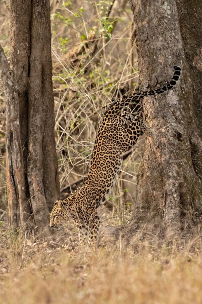 Yala National Park: Deep In The Leopard’s Lair