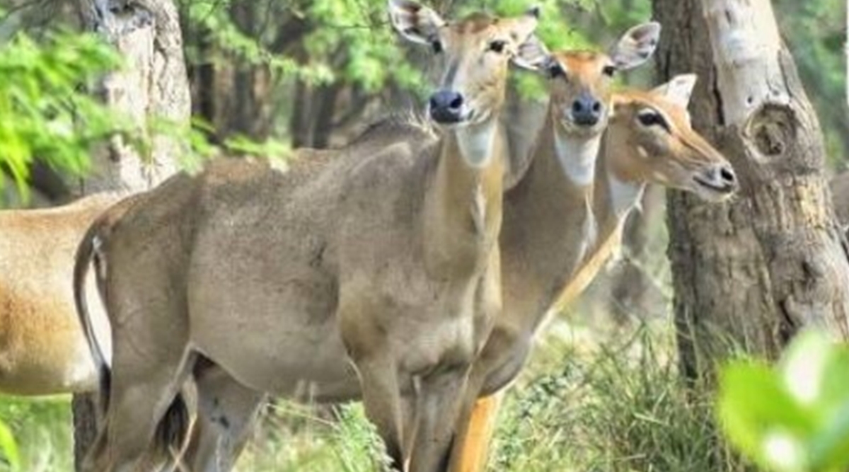 Govt, MIDC launch PM MITRA park in Amravati | Mumbai News - The Indian ...