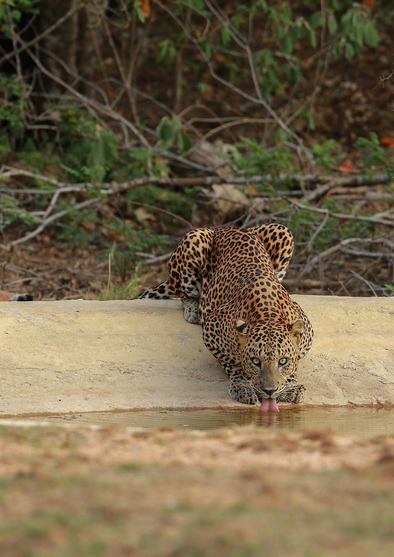 Yala National Park: Deep In The Leopard’s Lair