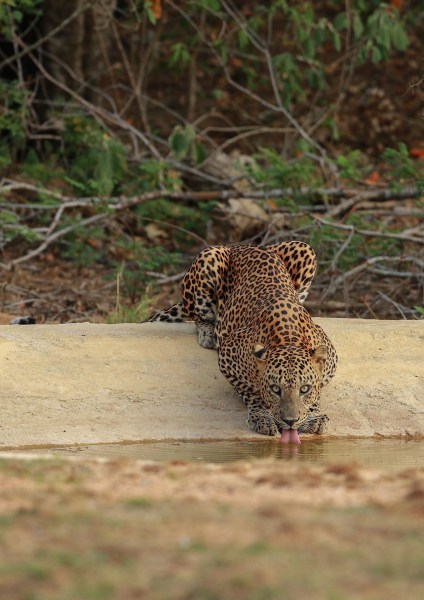 Yala National Park: Deep In The Leopard’s Lair