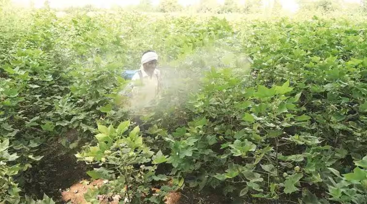 Banned insecticides, fertilisers recovered during raid in Ludhiana ...