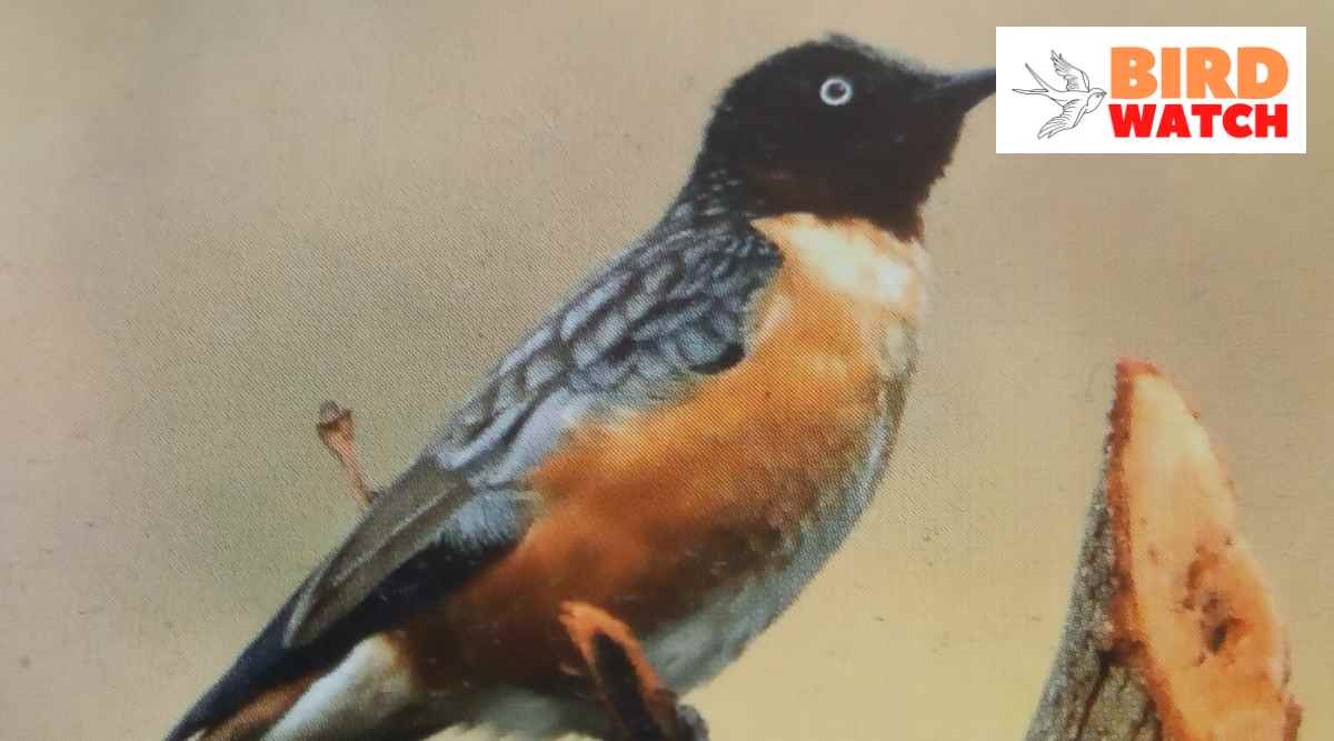 Bird Watch: Spot-winged starling common in Chandigarh’s well-wooded ...