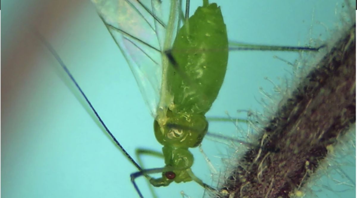 First smoky air, now clouds of bugs. Winged aphids invade New York City ...