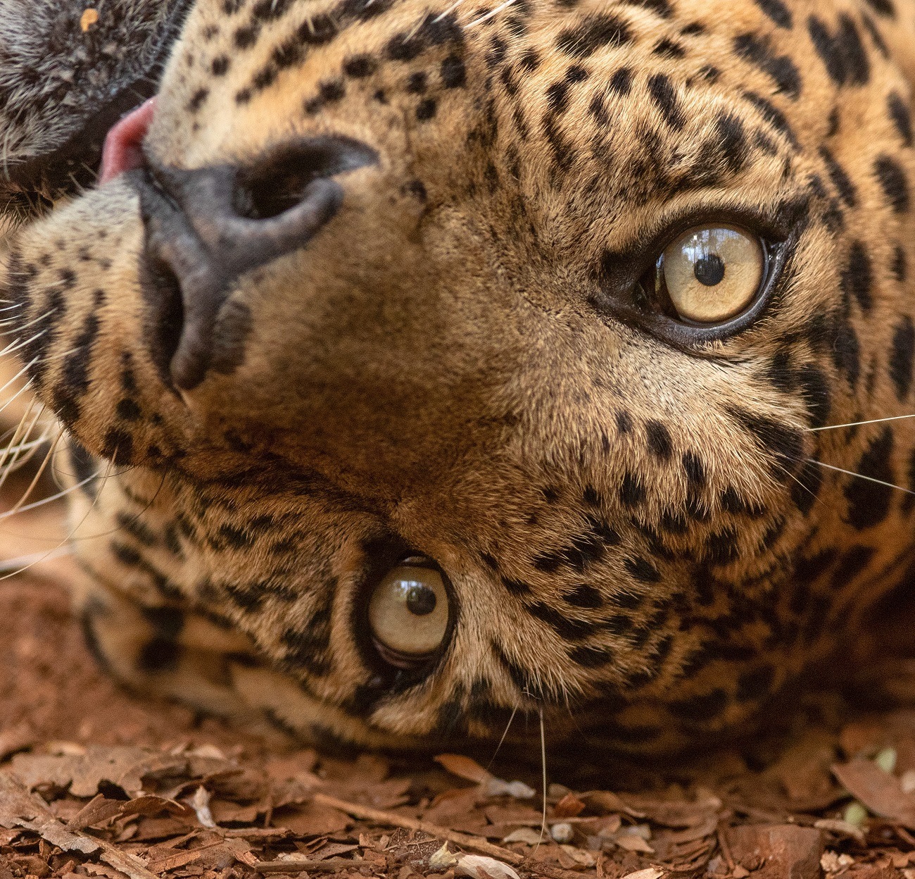 Yala National Park: Deep In The Leopard’s Lair