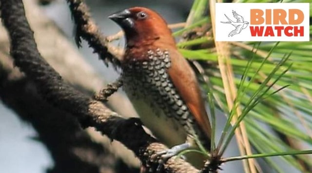 Bird watch: Scaly-breasted Munia found in Chandigarh often kept as pets ...