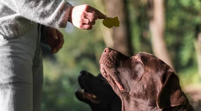 Scent dogs shown to sniff Covid with better sensitivity than Covid ...