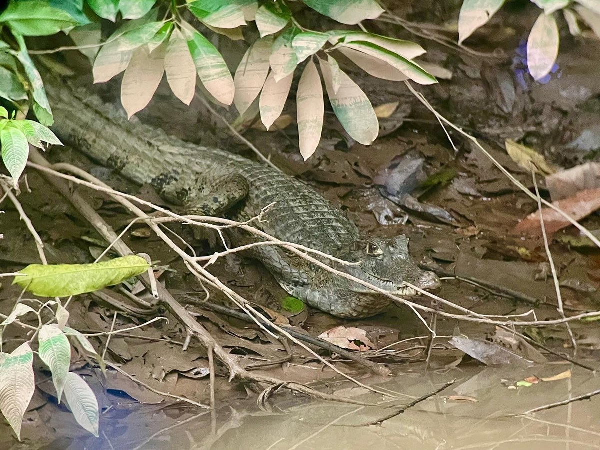 The Peruvian Amazon: Where nature is still mighty | Destination-of-the ...