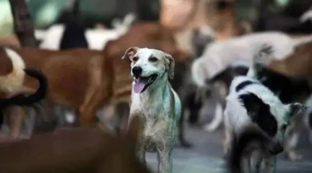 Delhi civic body, police rush to rescue street dogs kept in unhygienic ...