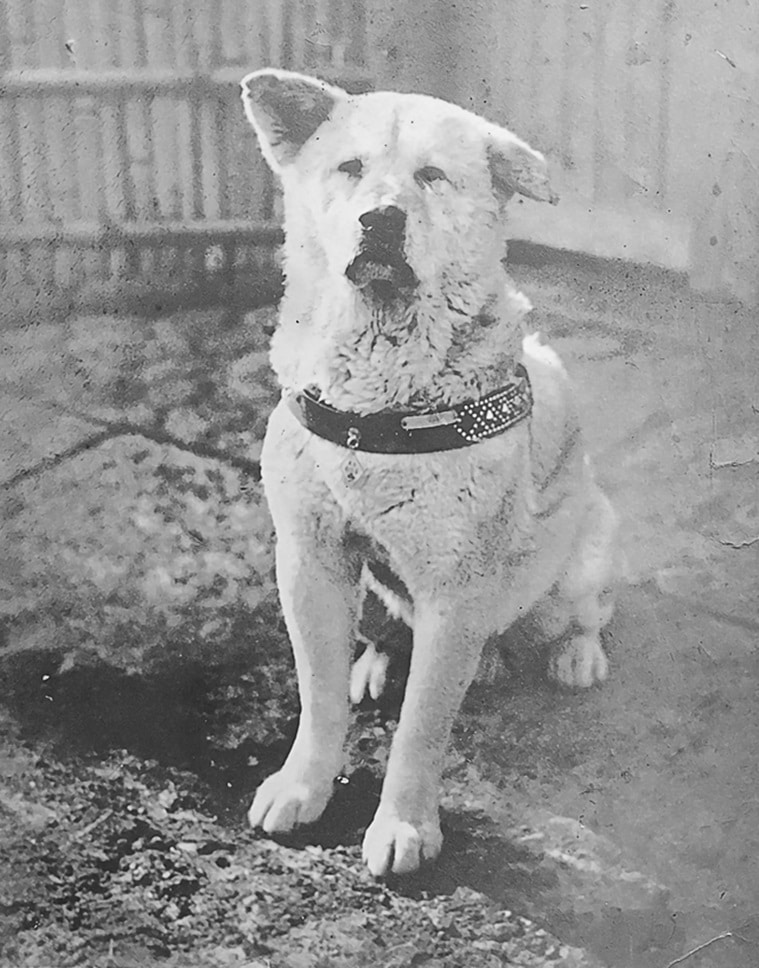Know more about Hachiko, the world’s most loyal dog, turning 100 this ...