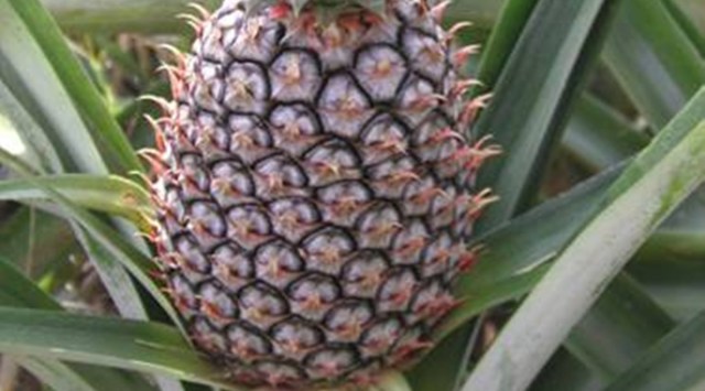 What is the ‘kew’ variety of pineapples that Tripura CM Manik Saha sent ...