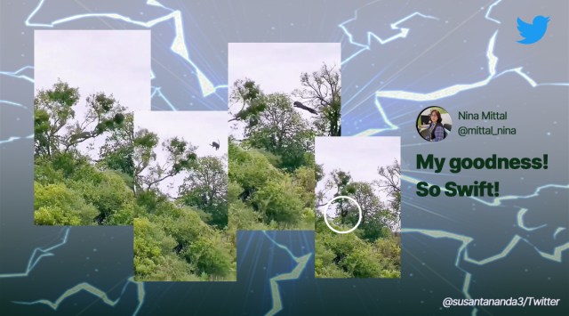 Watch: Video shows leopard leaping from one tree to next to nab monkey ...