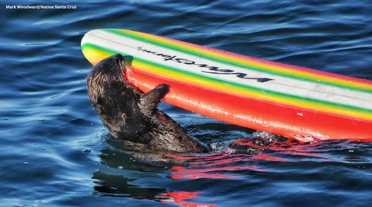 Authorities want to recapture the sea otter who ‘steals’ surfboards, netizens oppose the move ...