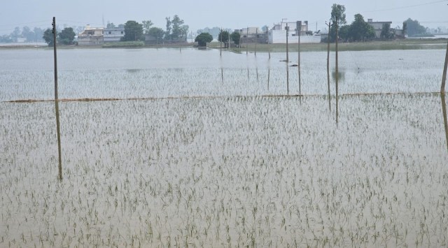 After flood devastation, Punjab may require to retransplant paddy crop ...