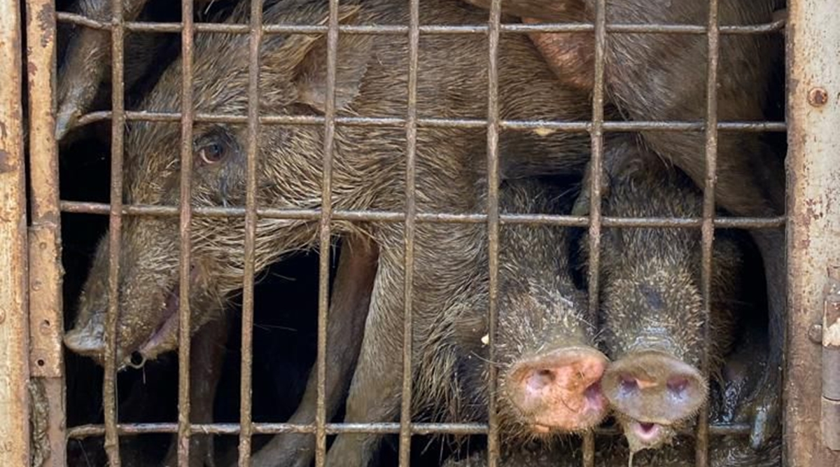 Images Of Animals Of Punjab Punjab Police's Animal Rescue Center Known