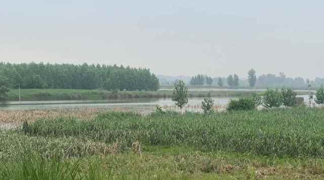 Areas in Pathankot, Gurdaspur facing flood-like situation | Chandigarh ...