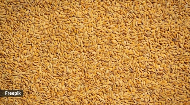 This rice variety is considered ‘one of the best grains in Ayurveda ...