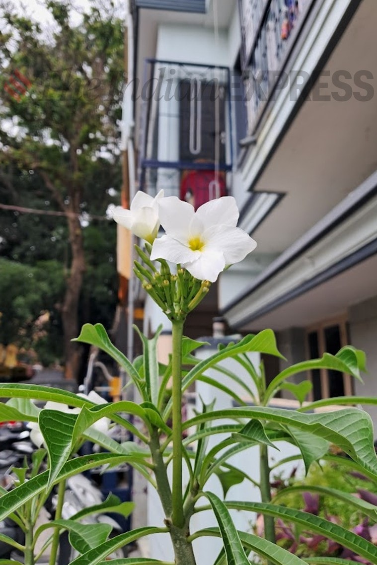 Samsung Galaxy M34 Review A Practical Mid Ranger That Beats The Low