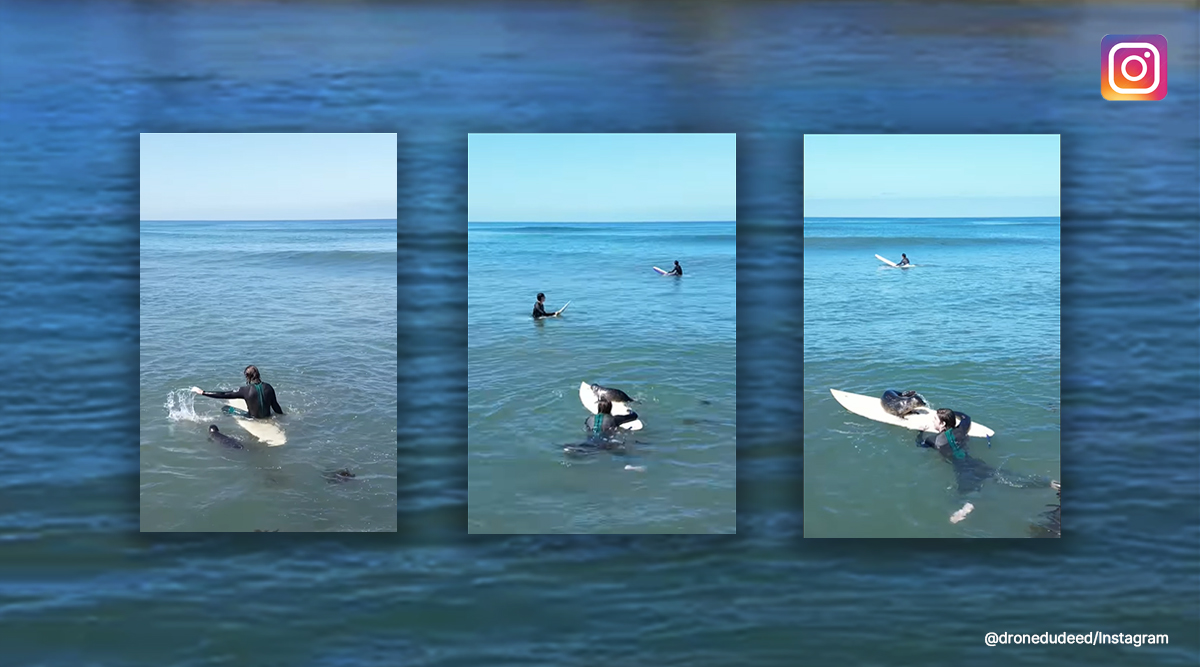 Watch: Baby seal hops on surfboards in US | Trending News - The Indian ...