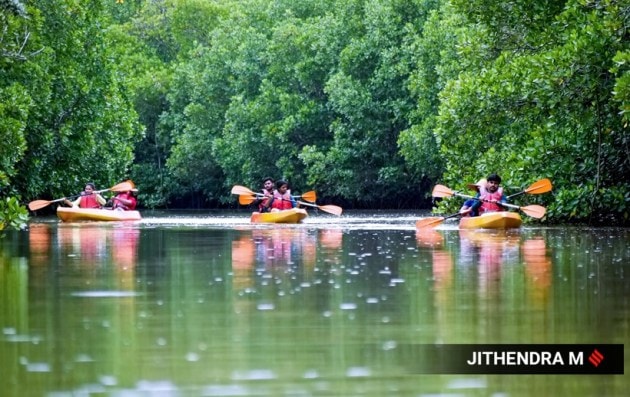 In pictures: Experience kayaking in the mangroves of coastal Karnataka
