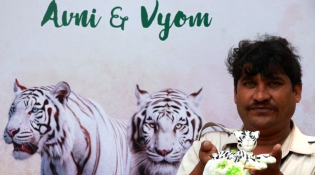 Delhi zoo celebrates first birthday of 2 white tiger cubs – Avni & Vyom ...