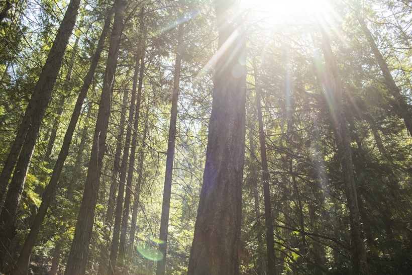 How a fire prevention zone saved a community from wildfire | World News ...