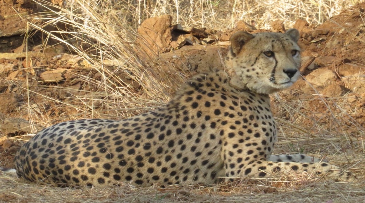 Another female cheetah dies at Kuno, ninth death since March | India ...