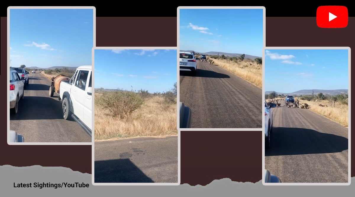 Leopard attacked by a troop of baboons in South Africa. Watch terrifying video | Trending News ...