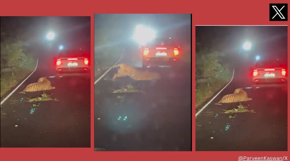 Tiger hit by vehicle in Maharashtra, dies later. Video angers netizens ...