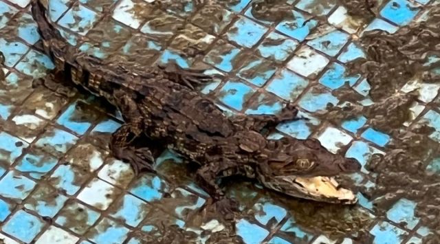 Baby crocodile found in Tamil actor’s grandson’s house, rescued ...