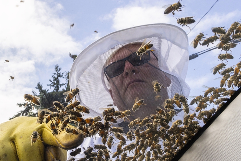 ‘Bee emergency’: How beekeepers got 5 million angry bees off a road in ...