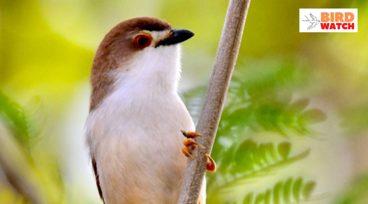 Bird Watch: Yellow-eyed babbler, or ‘gulab chashm’, a common resident ...