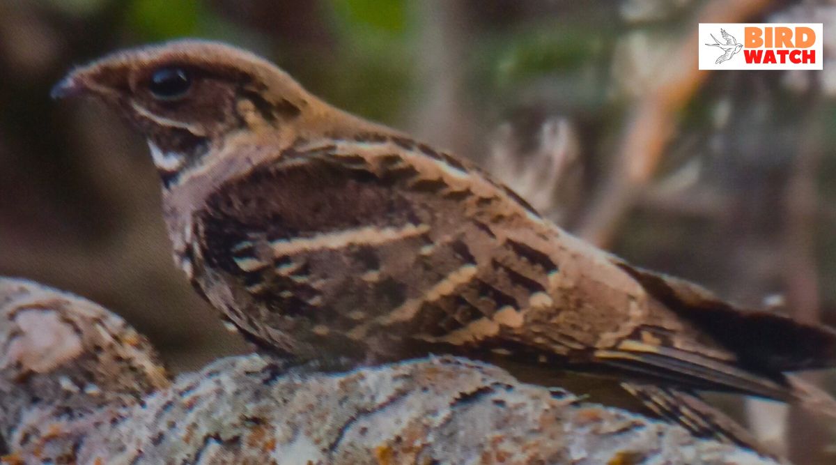 Birdwatch: Large-tailed Nightjar, a cryptic nocturnal bird spotted in ...