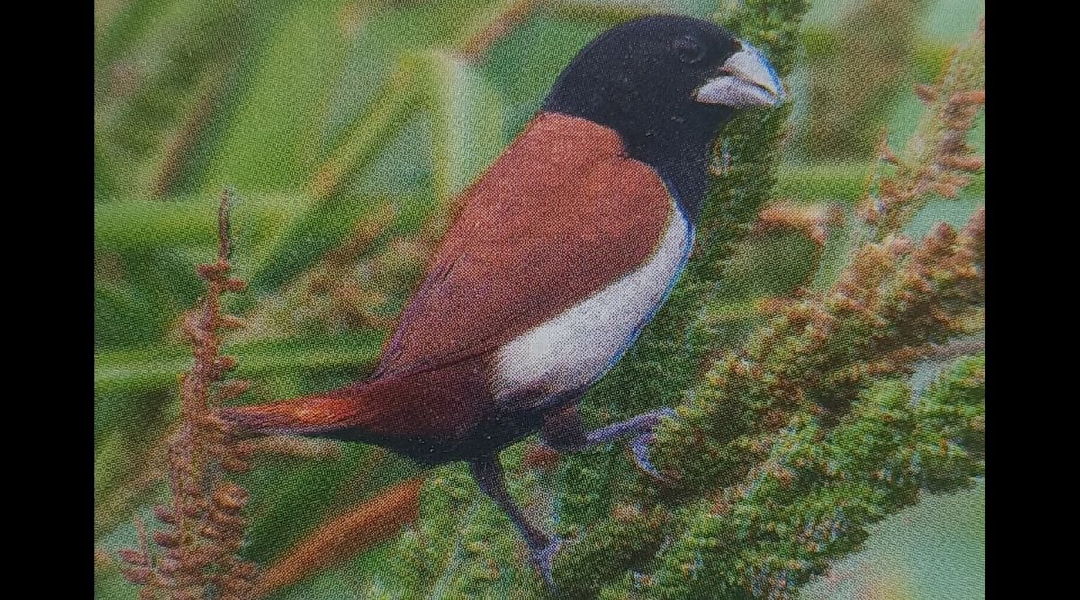 Bird Watch: Tricoloured munia, a common bird in floodplains of Indian ...