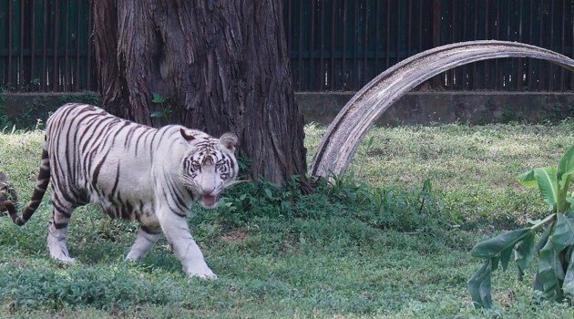 Delhi zoo celebrates first birthday of 2 white tiger cubs – Avni & Vyom ...