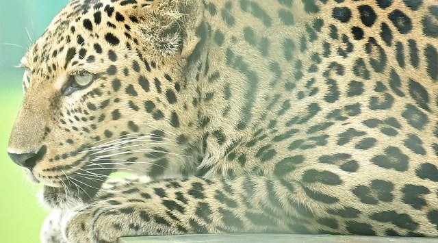 In bid to curb human-animal conflict, Maharashtra government mulls ...