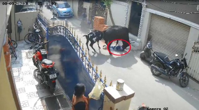 Clip of cow attacking girl in Chennai goes viral, civic body books ...